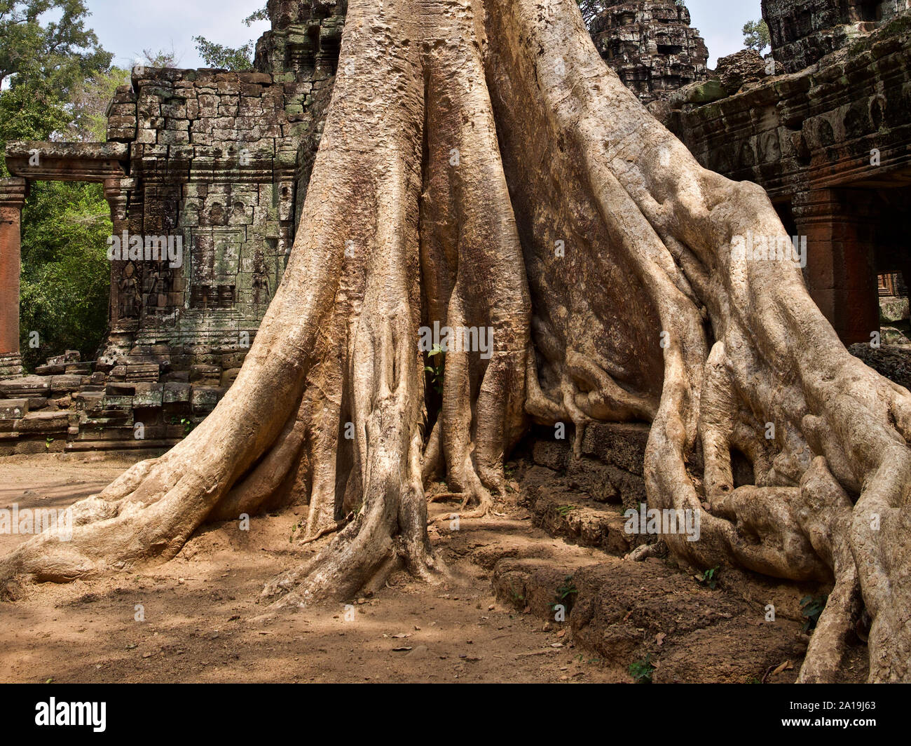Huge trees with a powerful root system growing in the temple complex of ...