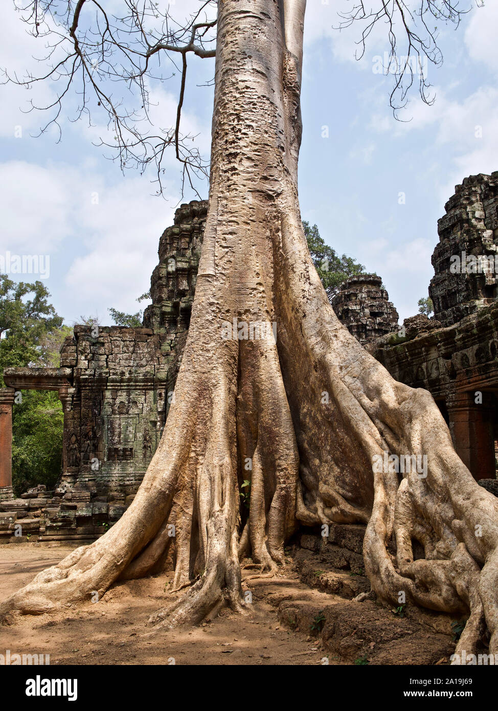 Huge trees with a powerful root system growing in the temple complex of ...