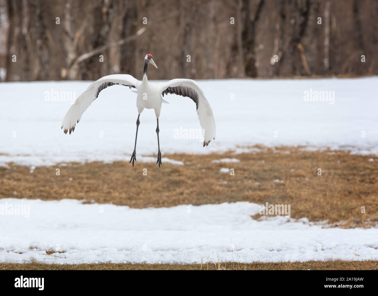 red crowned cranes dancing ritual, Hokkaido, Japan Stock Photo - Alamy