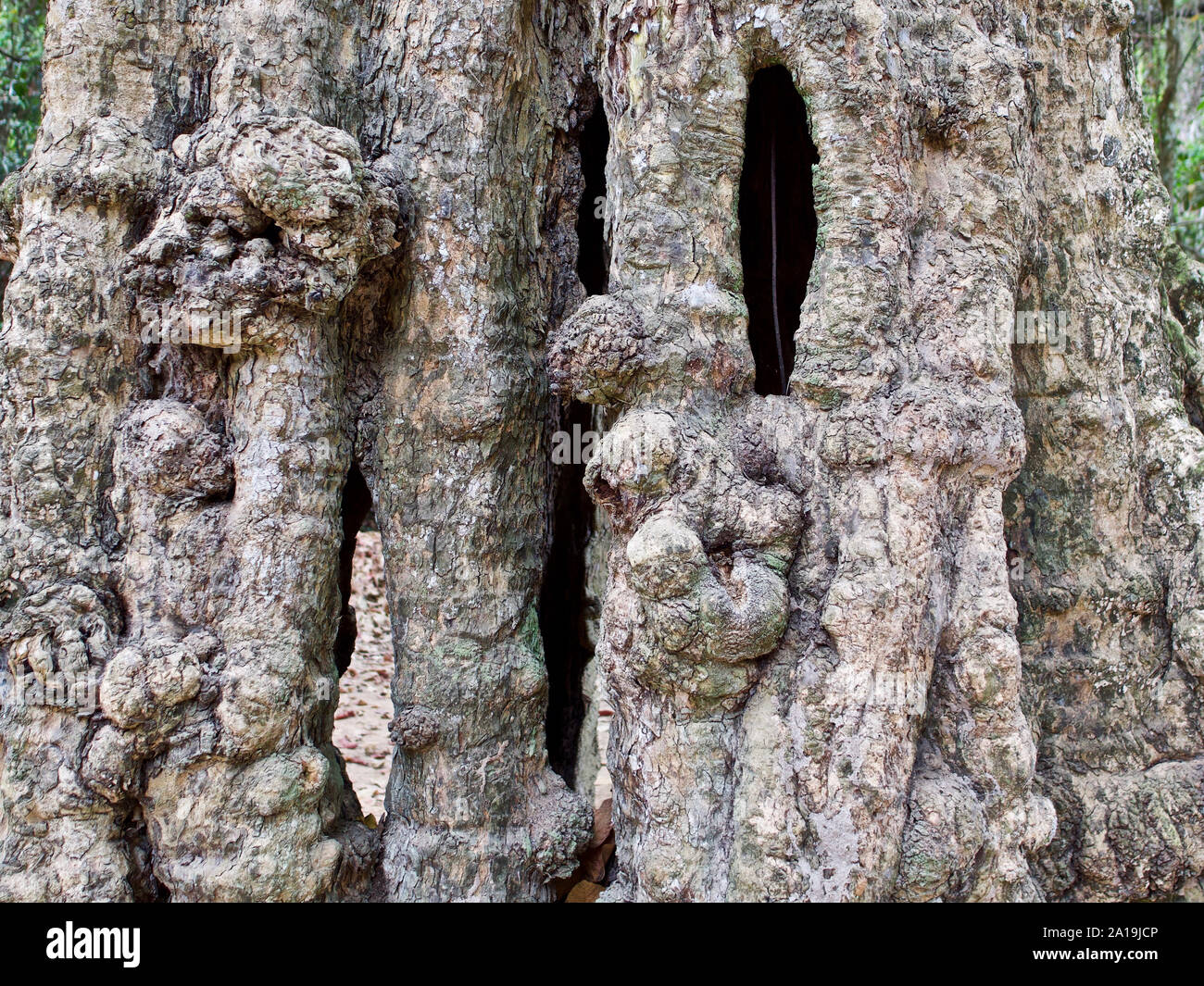 Huge trees with a powerful root system growing in the temple complex of ...