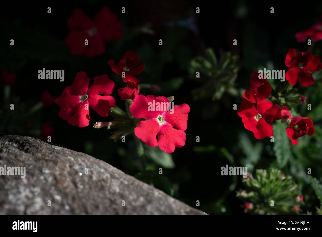 bunch of flowers with a striking red color Stock Photo - Alamy