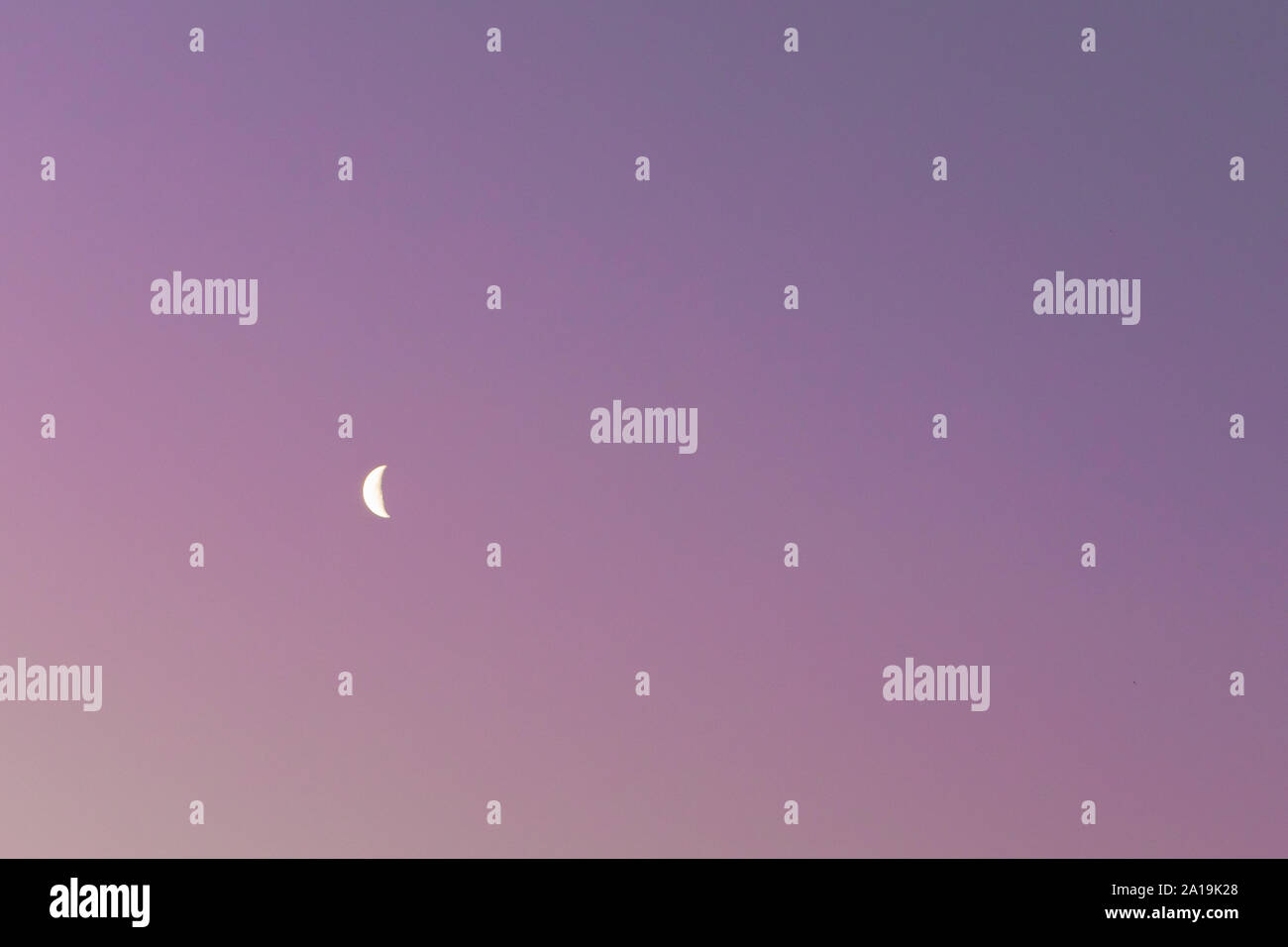 Evening gradient purple pink peach sky with crescent moon, copy space ...