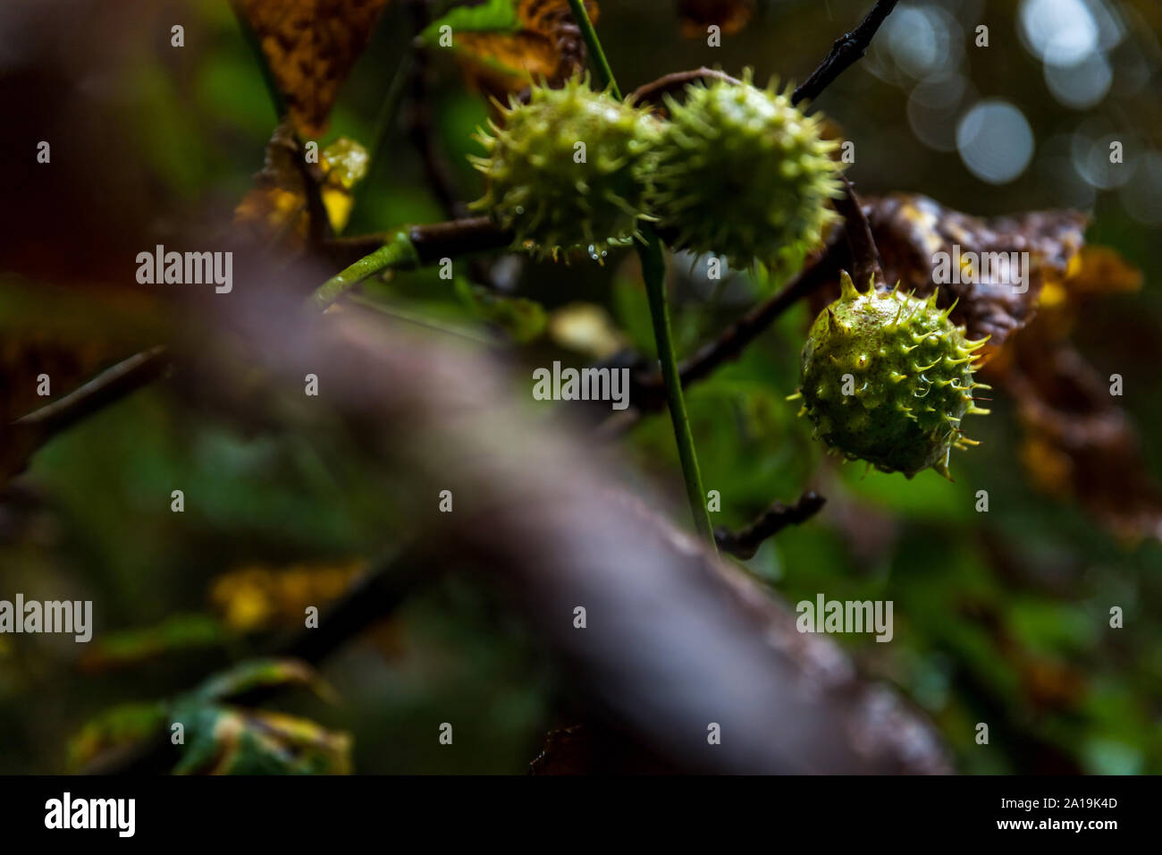 Chestnut tree autumn hi-res stock photography and images - Alamy