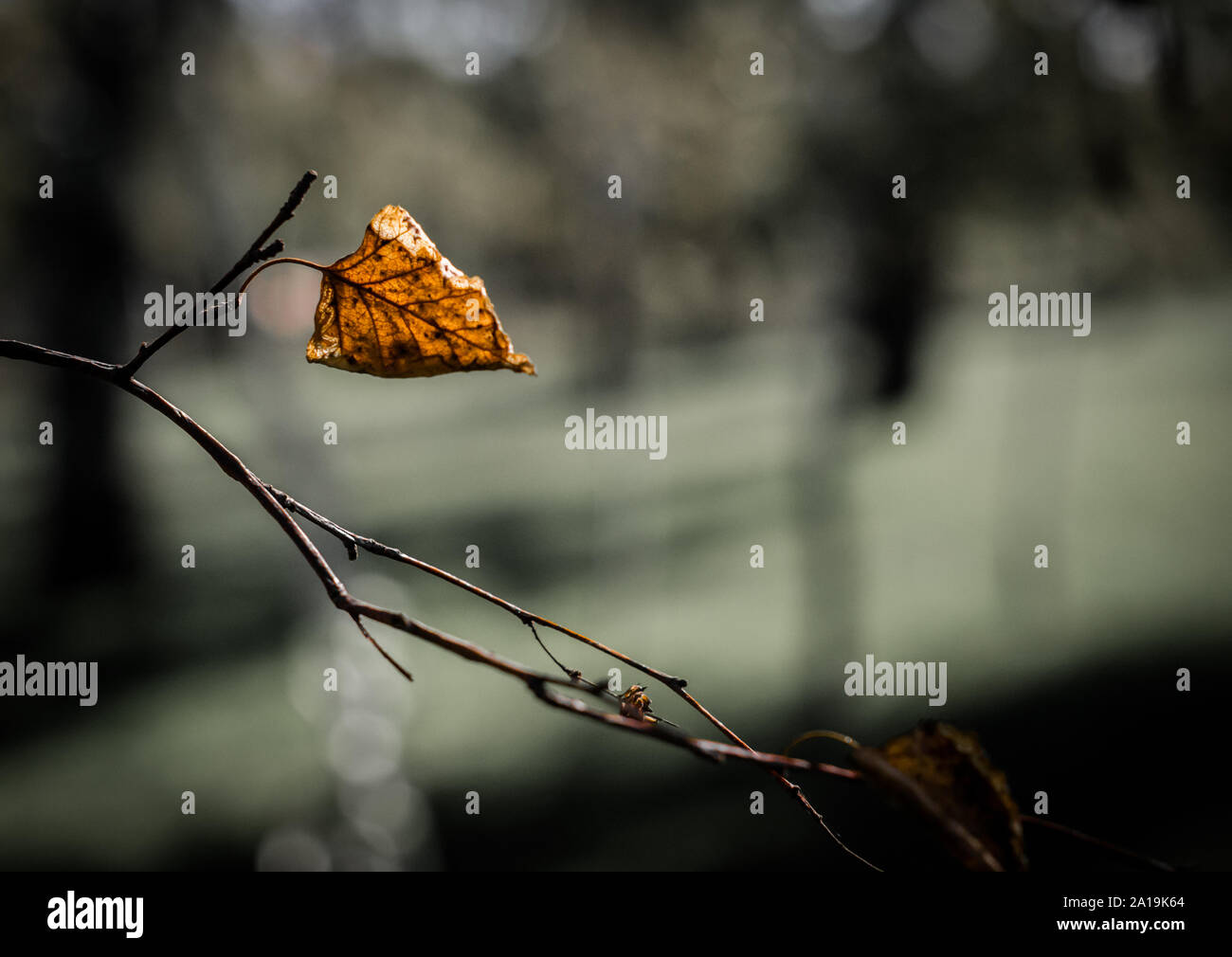 one yellow dry leaf on a tree branch Stock Photo - Alamy