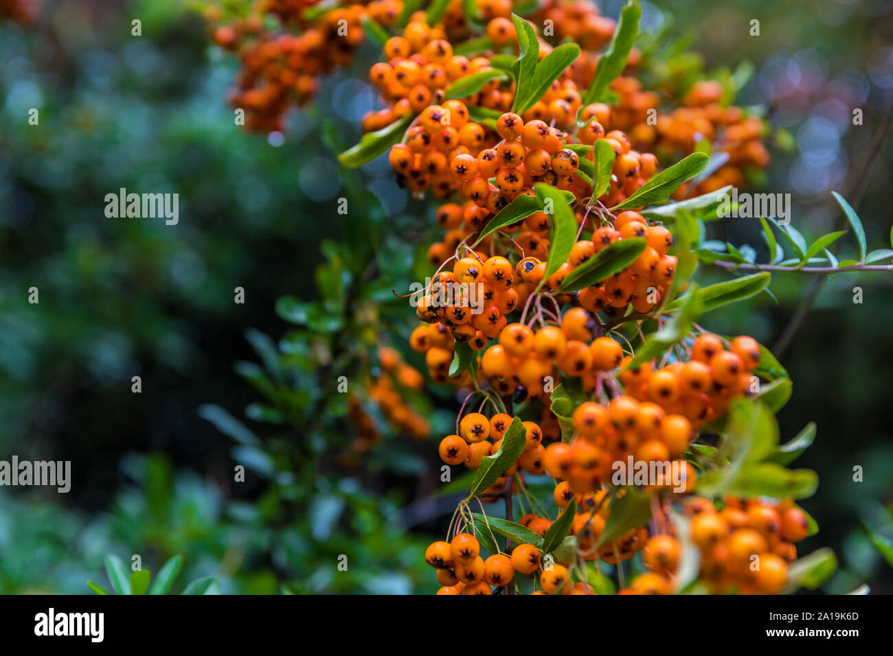 Rowan autumn berries hi-res stock photography and images - Alamy