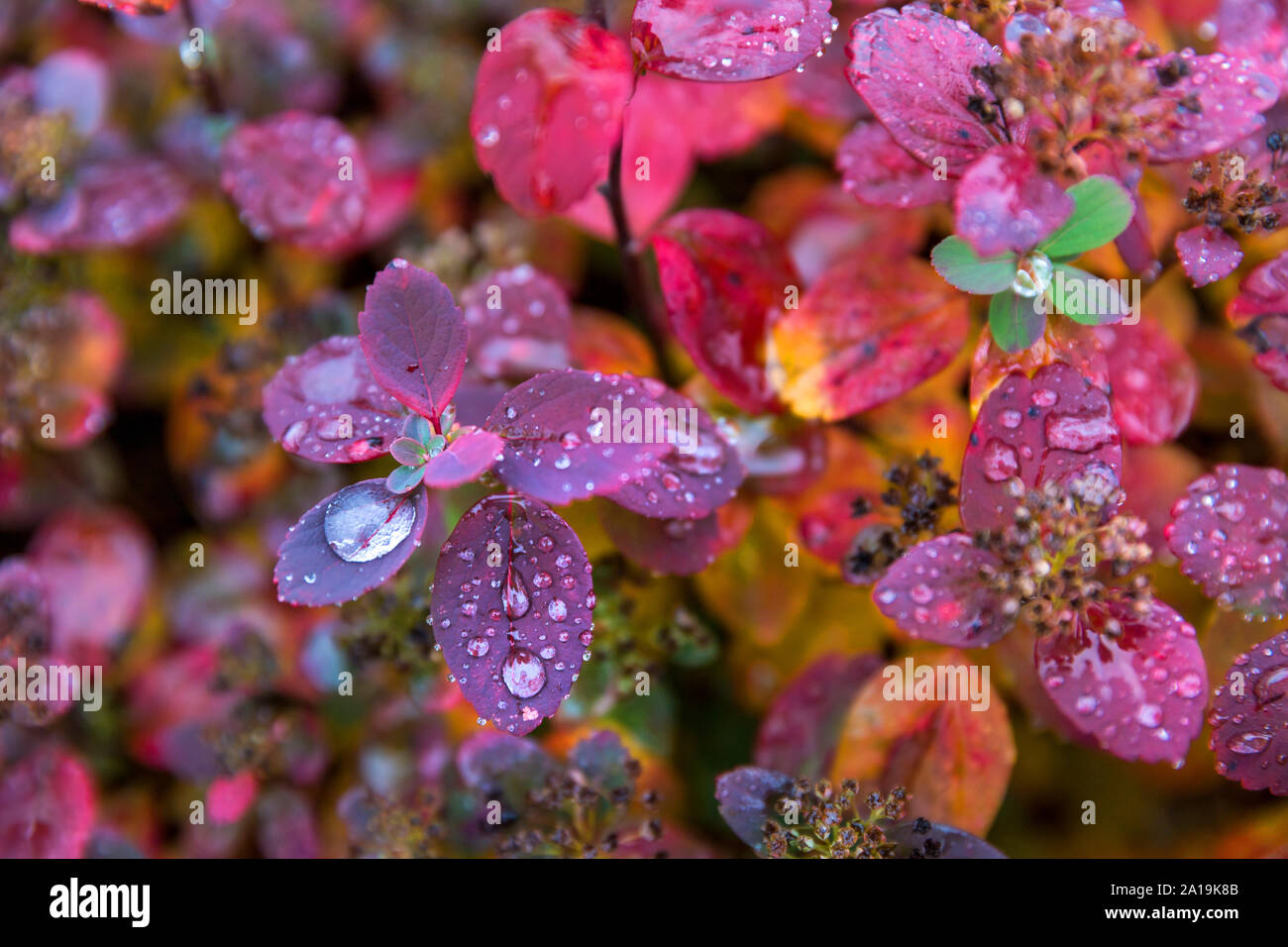 Rain leaves hi-res stock photography and images - Alamy