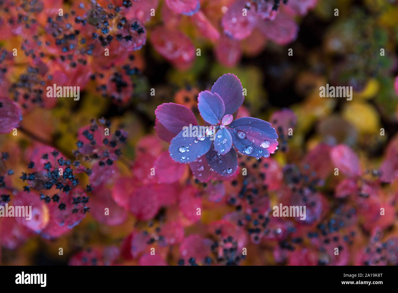 autumn rain leaves background Stock Photo - Alamy