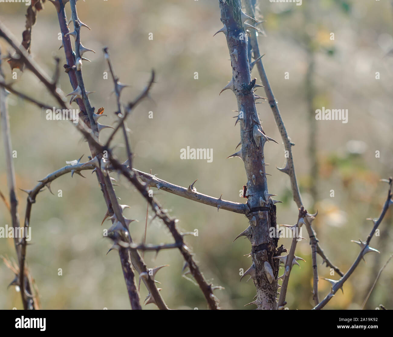 branches of a plant with thorns Stock Photo - Alamy