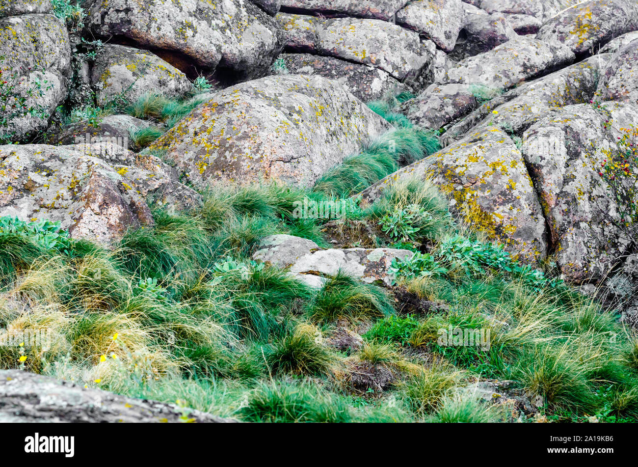 green grass on stones rocks Stock Photo - Alamy