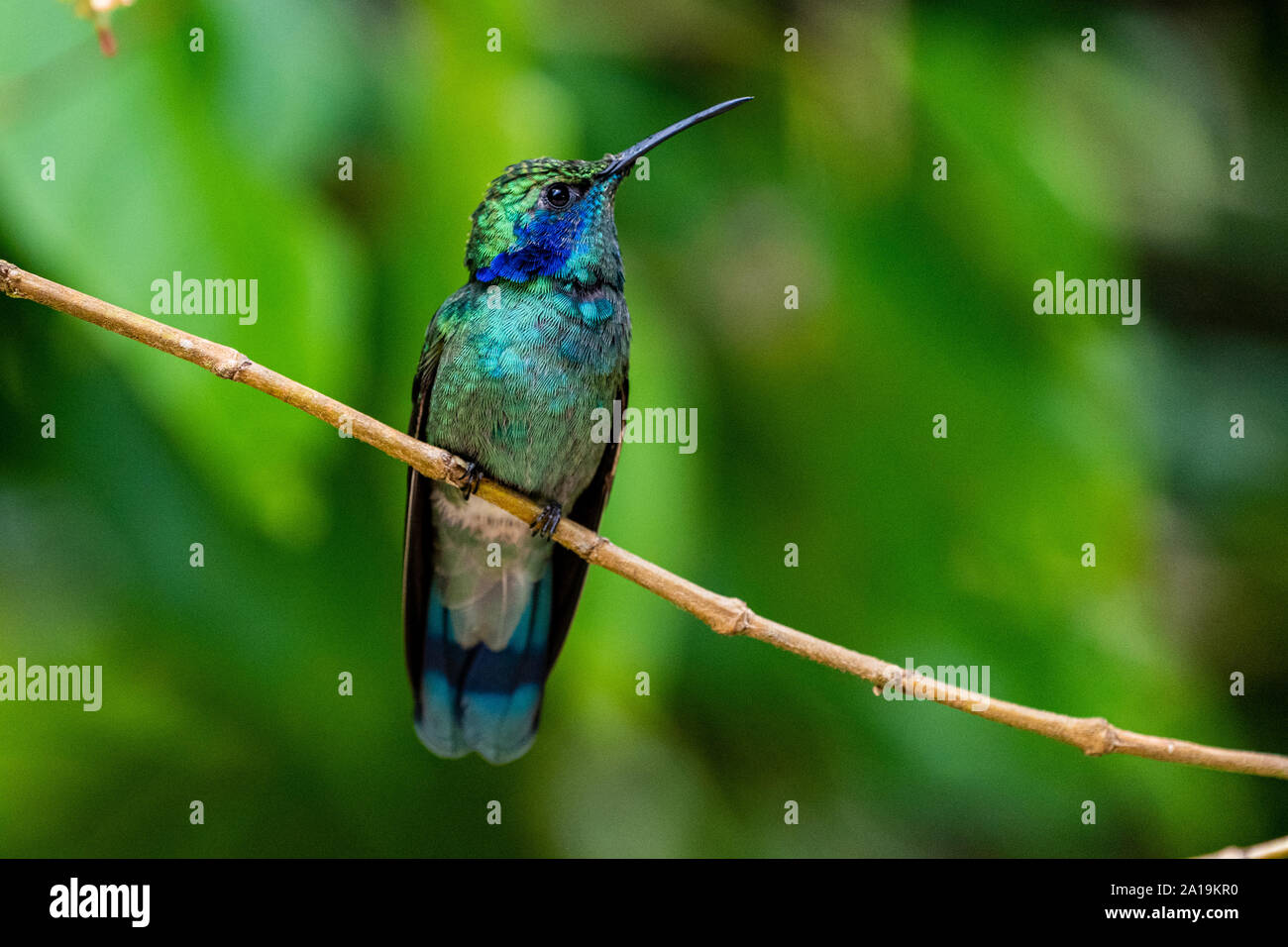 Lesser colibri hummingbird hi-res stock photography and images - Alamy