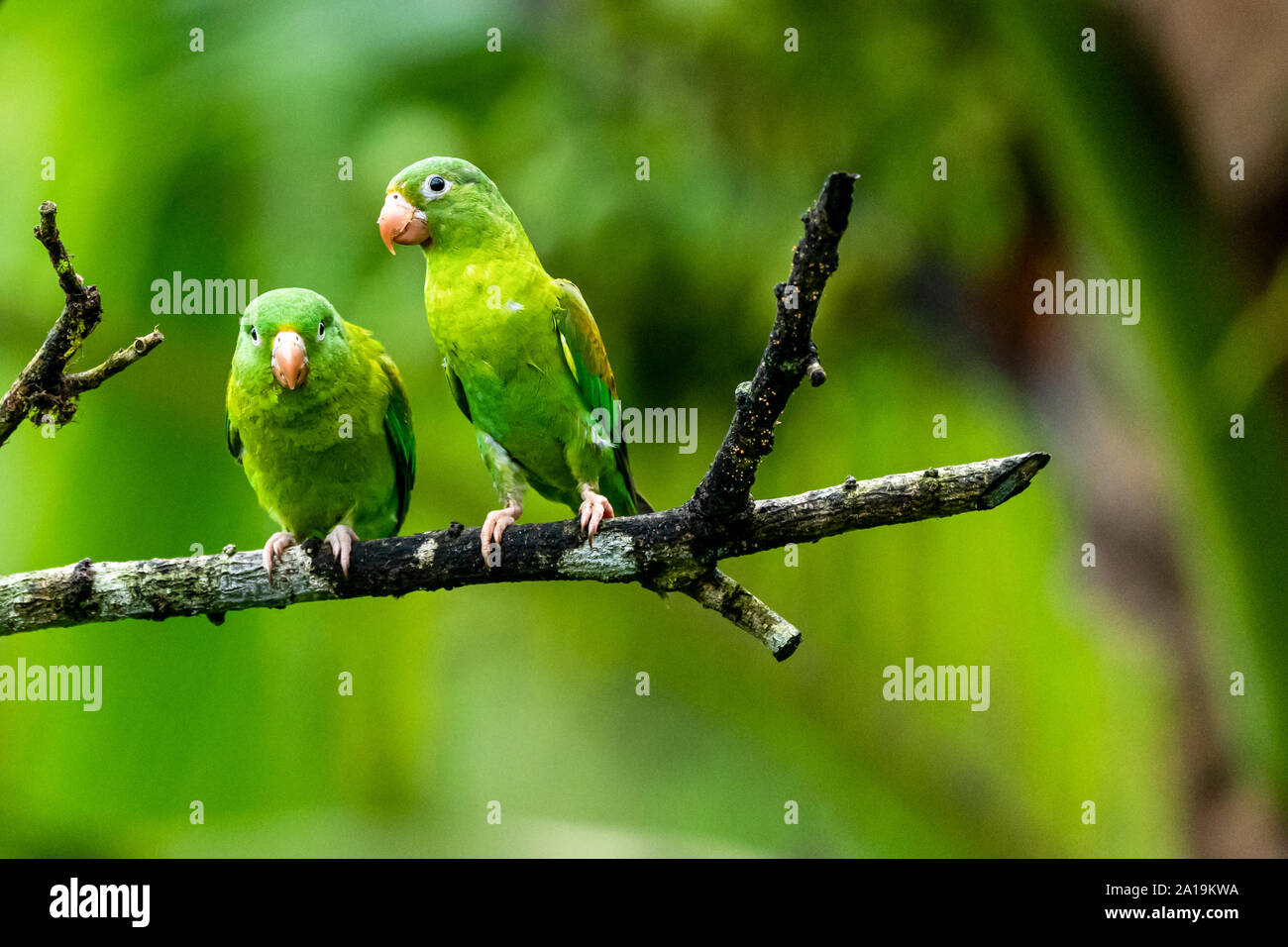 Parroquets hi-res stock photography and images - Alamy