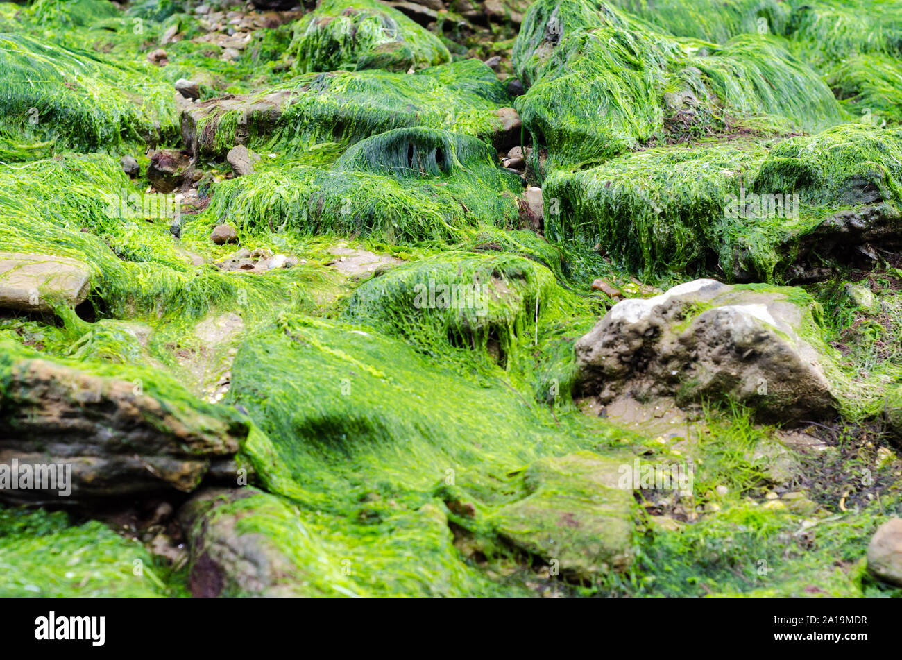 texture of green seaweed on stones Stock Photo - Alamy