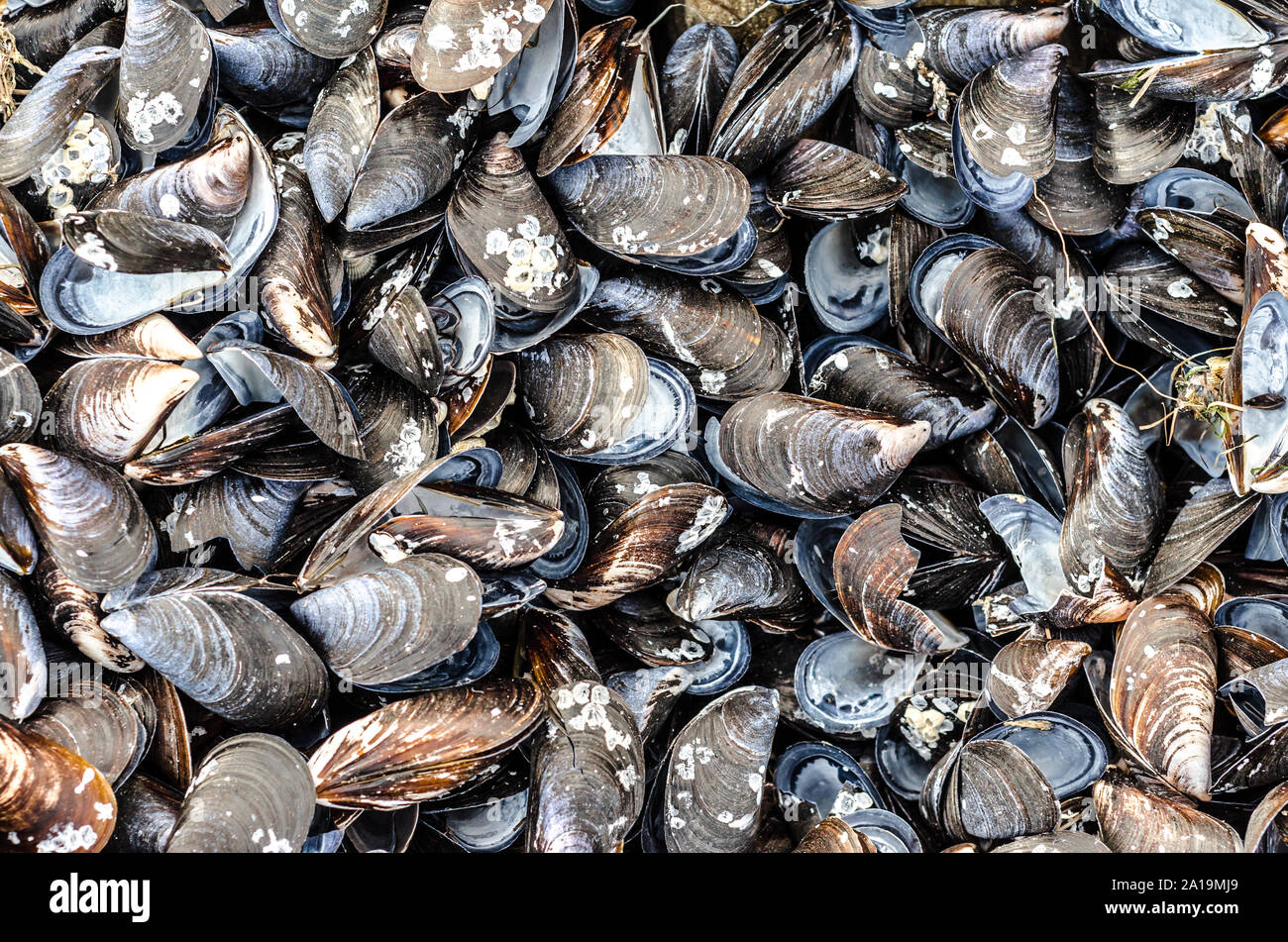texture of a variety of sea mussel shells Stock Photo - Alamy