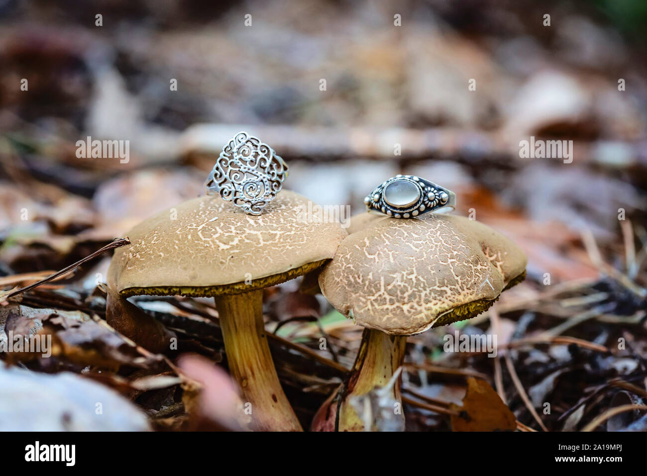 Silver ring placed on mushroom in autumn forest Stock Photo - Alamy