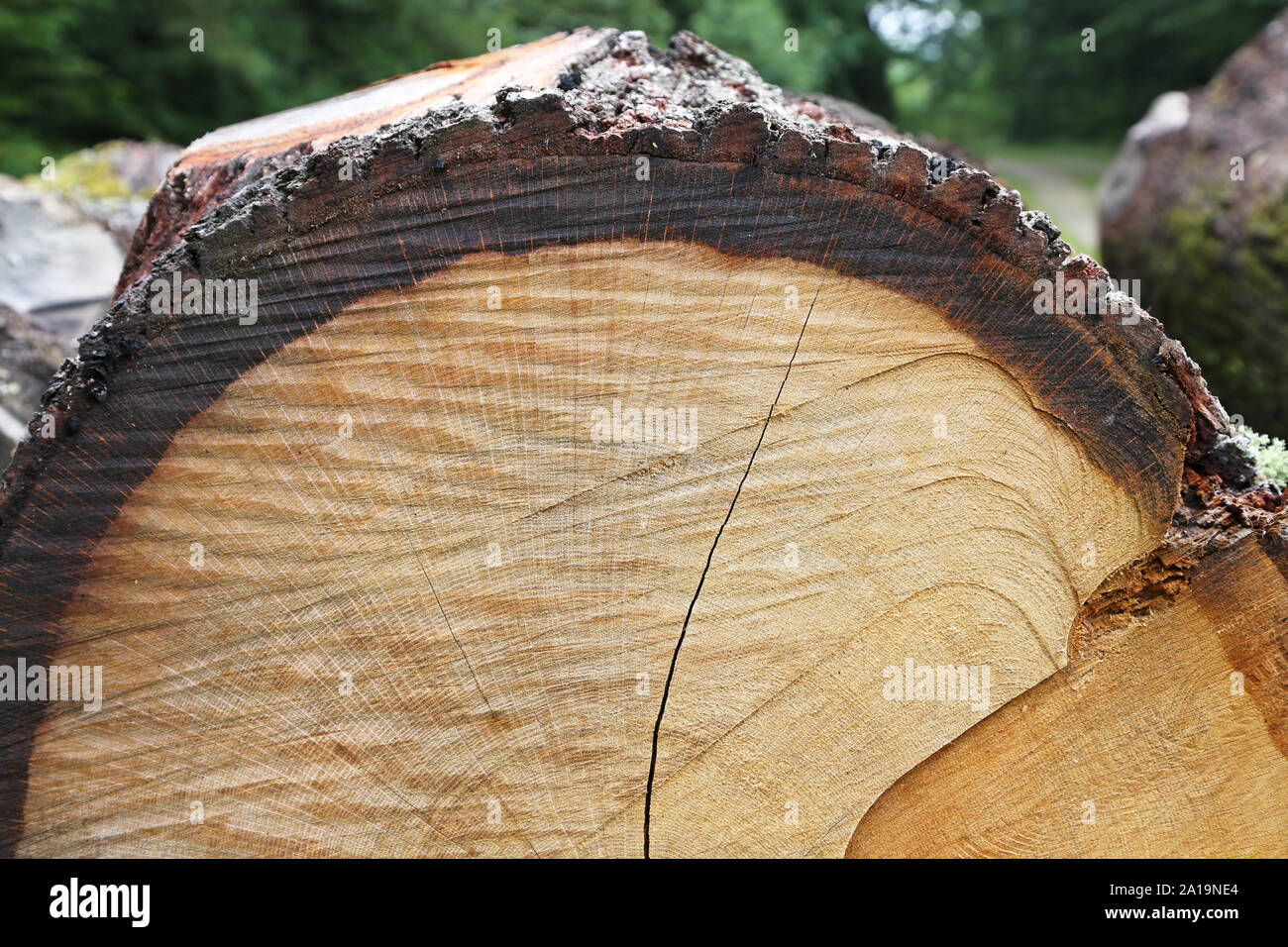 Oak tree stump hi-res stock photography and images - Alamy