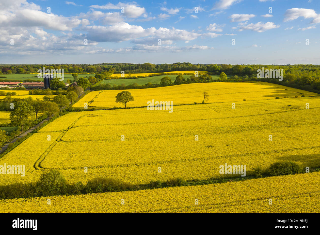 Rapeseed field germany hi-res stock photography and images - Alamy