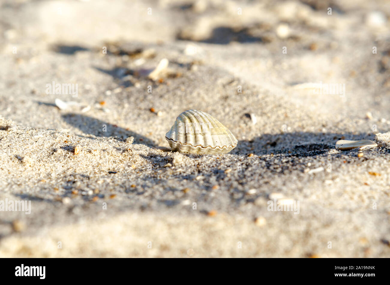 small white seashell on sand close up Stock Photo - Alamy