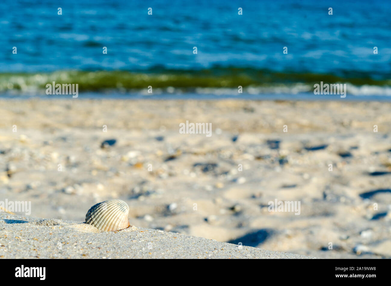 Seashell surf close up hi-res stock photography and images - Alamy