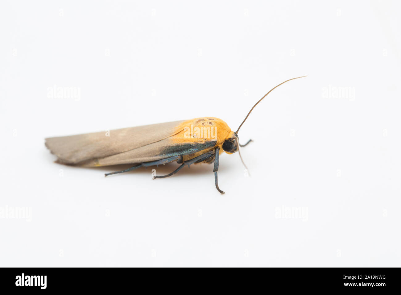 Four spotted footman white background hi-res stock photography and ...