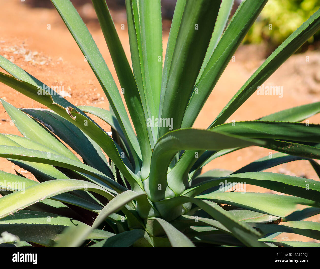 Octopus agave hi-res stock photography and images - Alamy