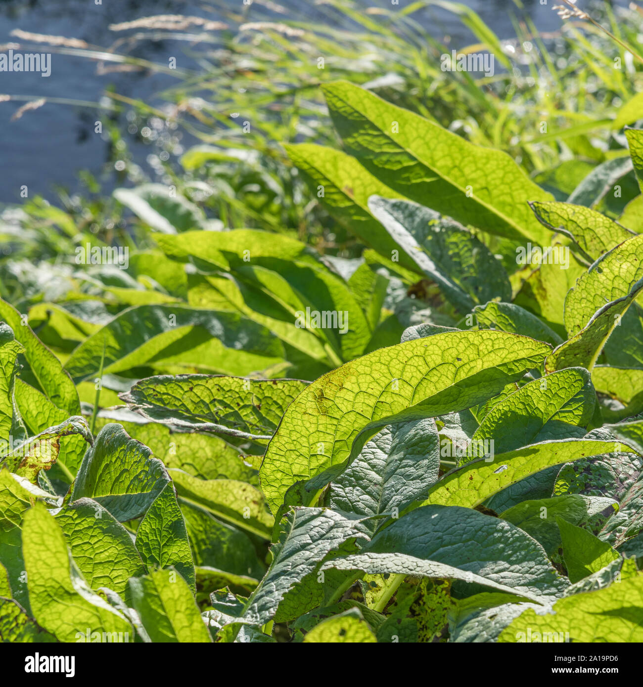 Backlit leaves of Common Comfrey / Symphytum officinale in autumn. Used ...