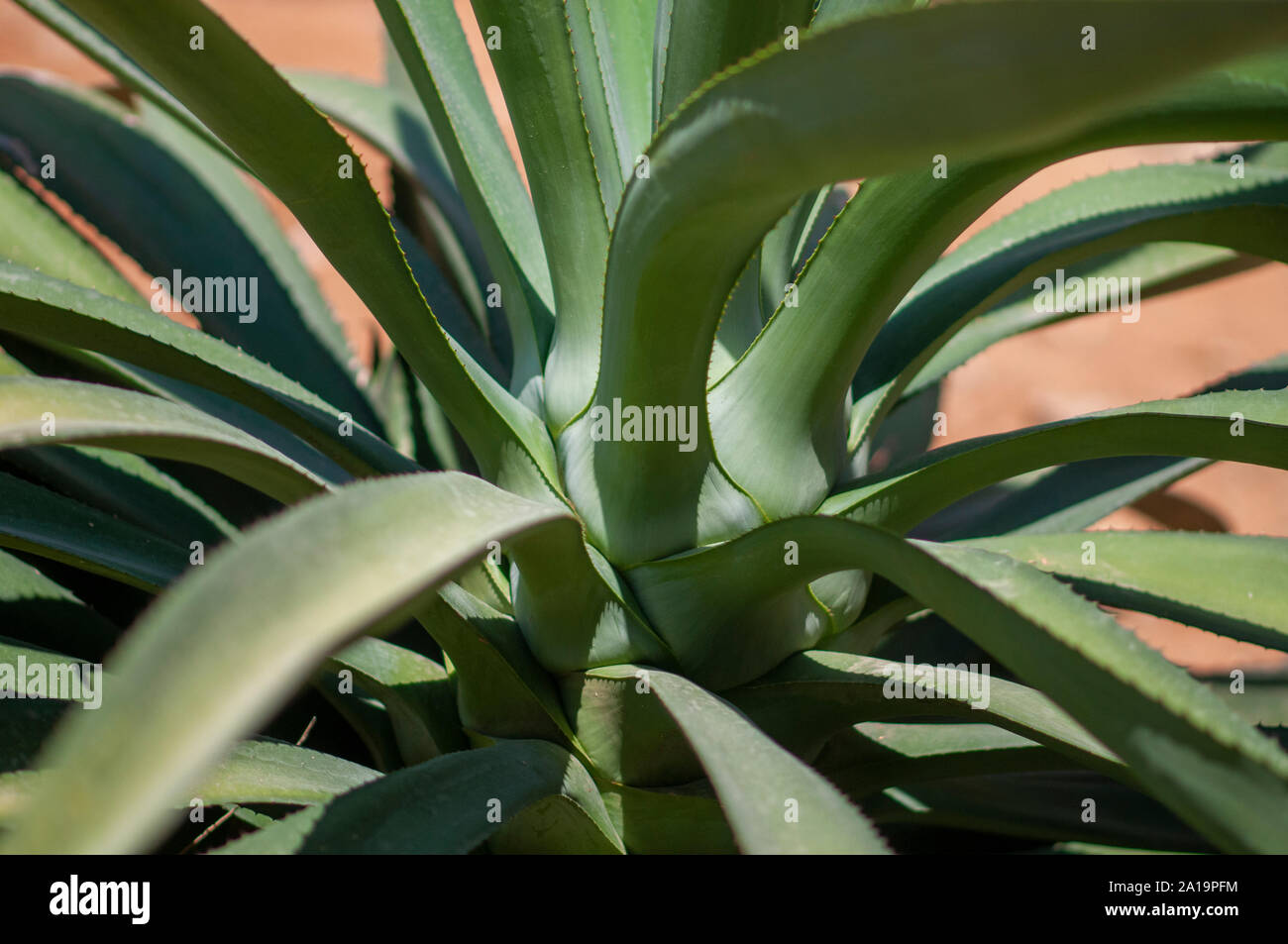 Agave vilmoriniana (Octopus Agave Stock Photo - Alamy