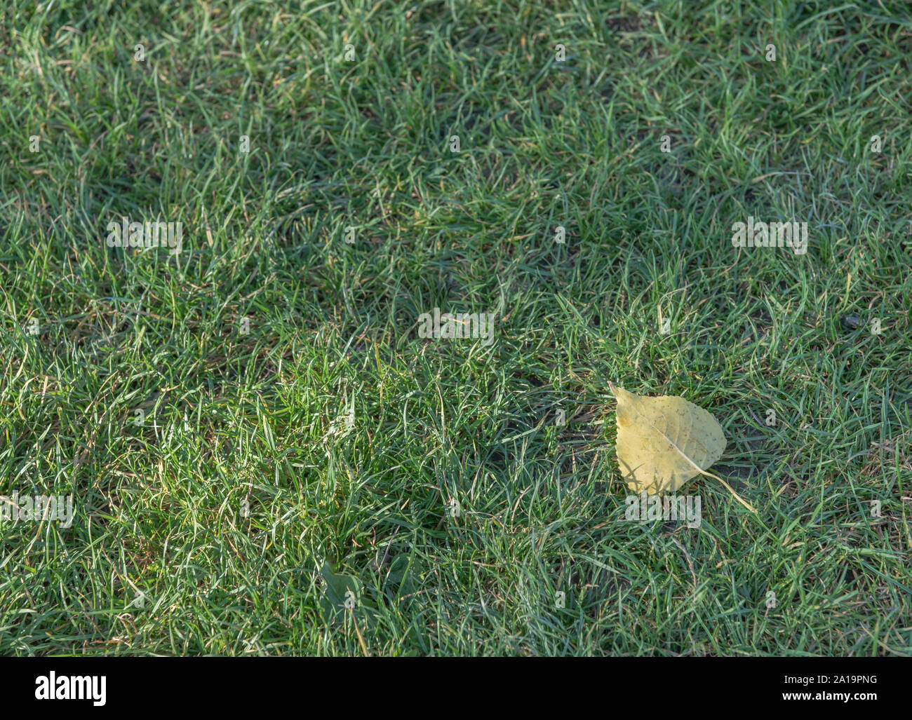 Dead poplar hi-res stock photography and images - Alamy