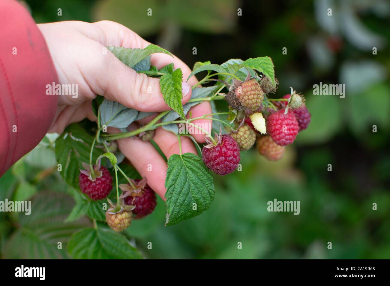 Pluck fruits hi-res stock photography and images - Alamy