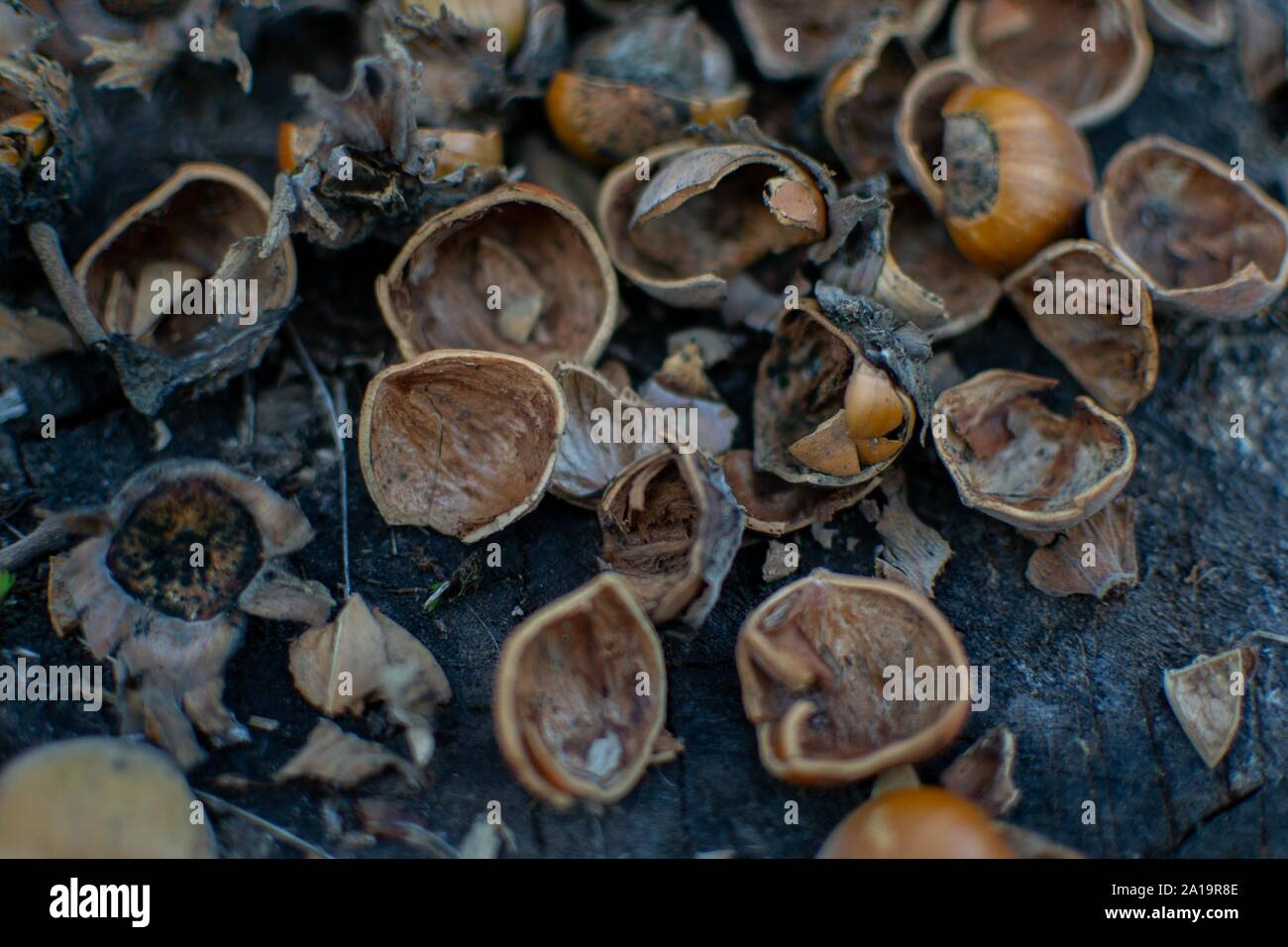 Cracked hazelnut hi-res stock photography and images - Alamy