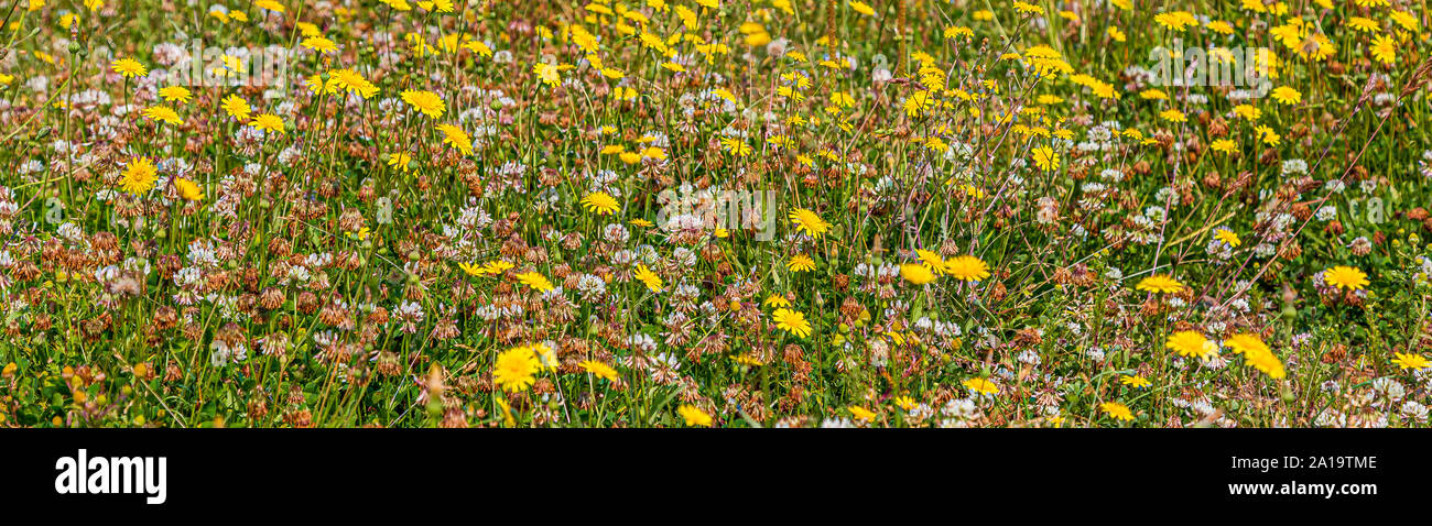 Field of Dandelions and Clover Stock Photo - Alamy