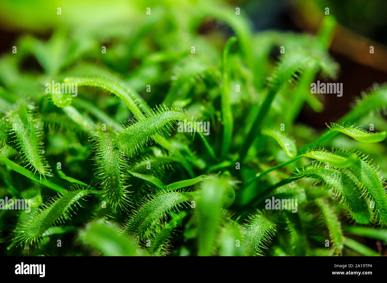 Sundew bug hi-res stock photography and images - Alamy