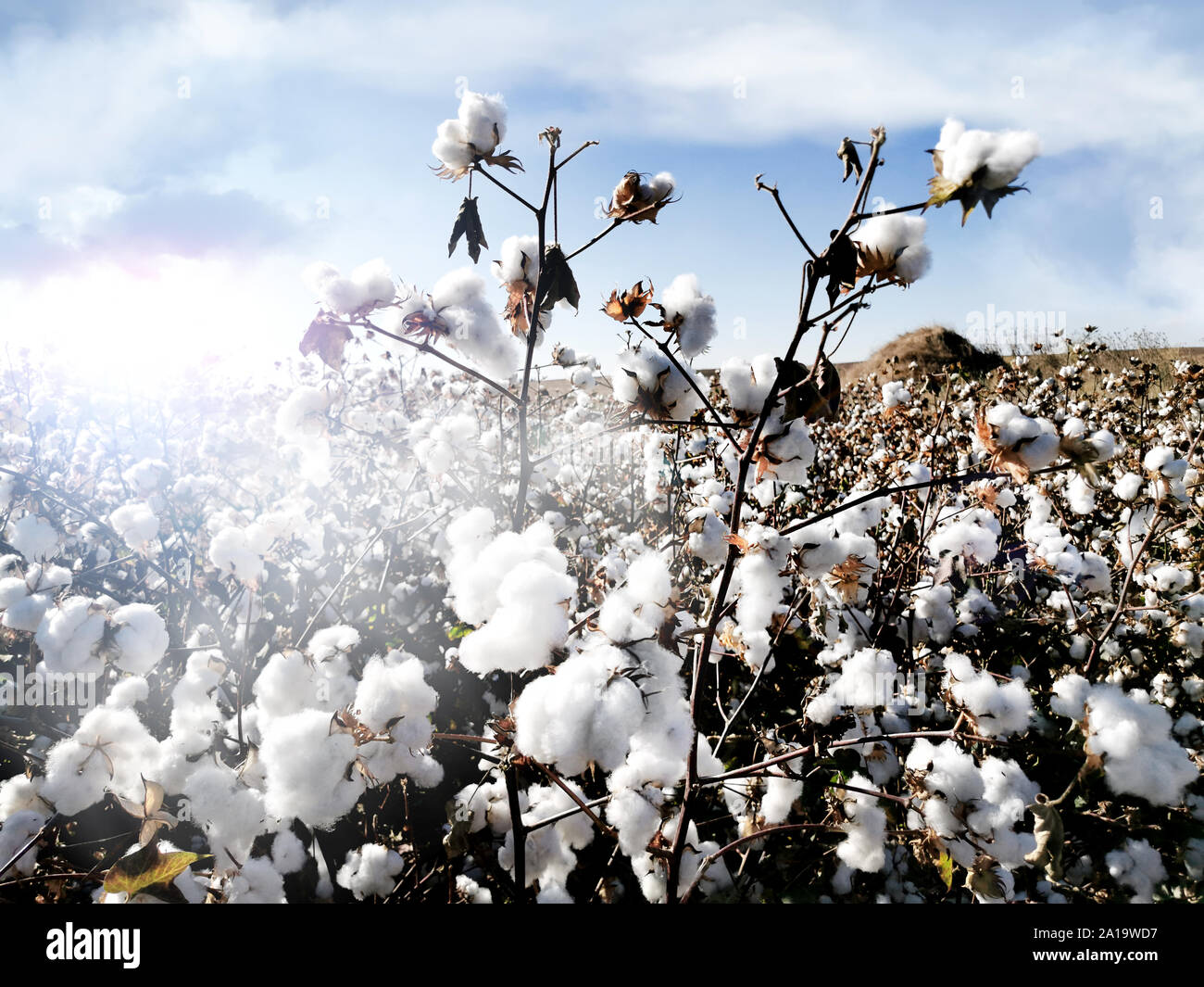 White sunshine hi-res stock photography and images - Alamy