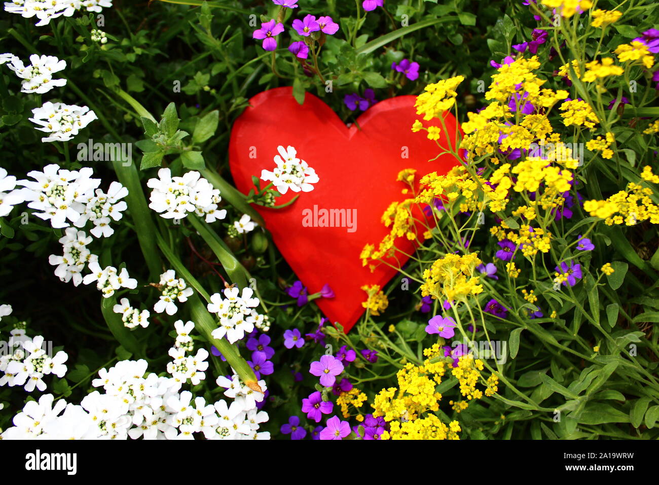 The picture shows a red heart and spring flowers Stock Photo - Alamy