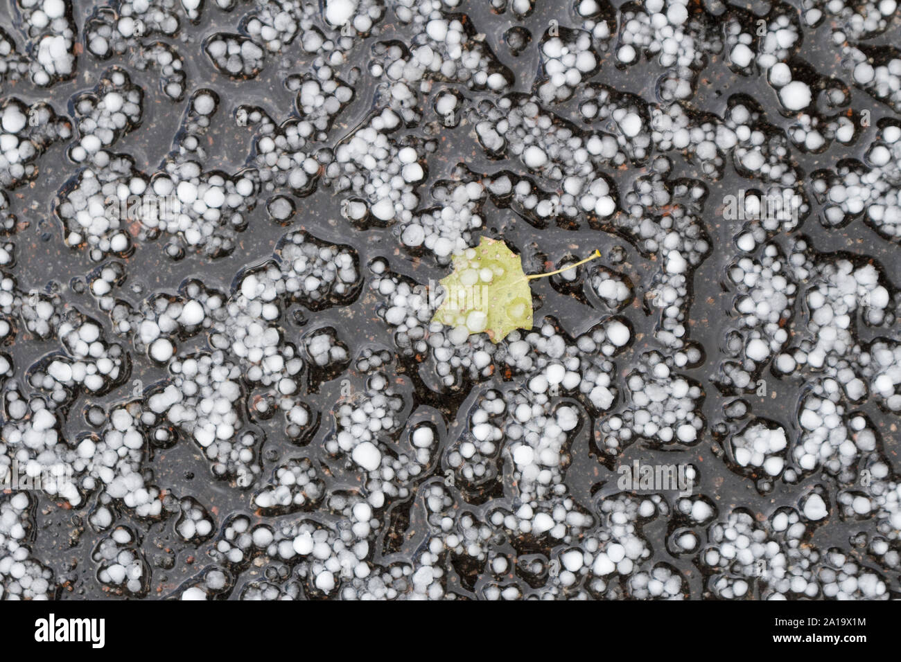 Ice hailstones with a fallen leaf on the pavement Stock Photo - Alamy