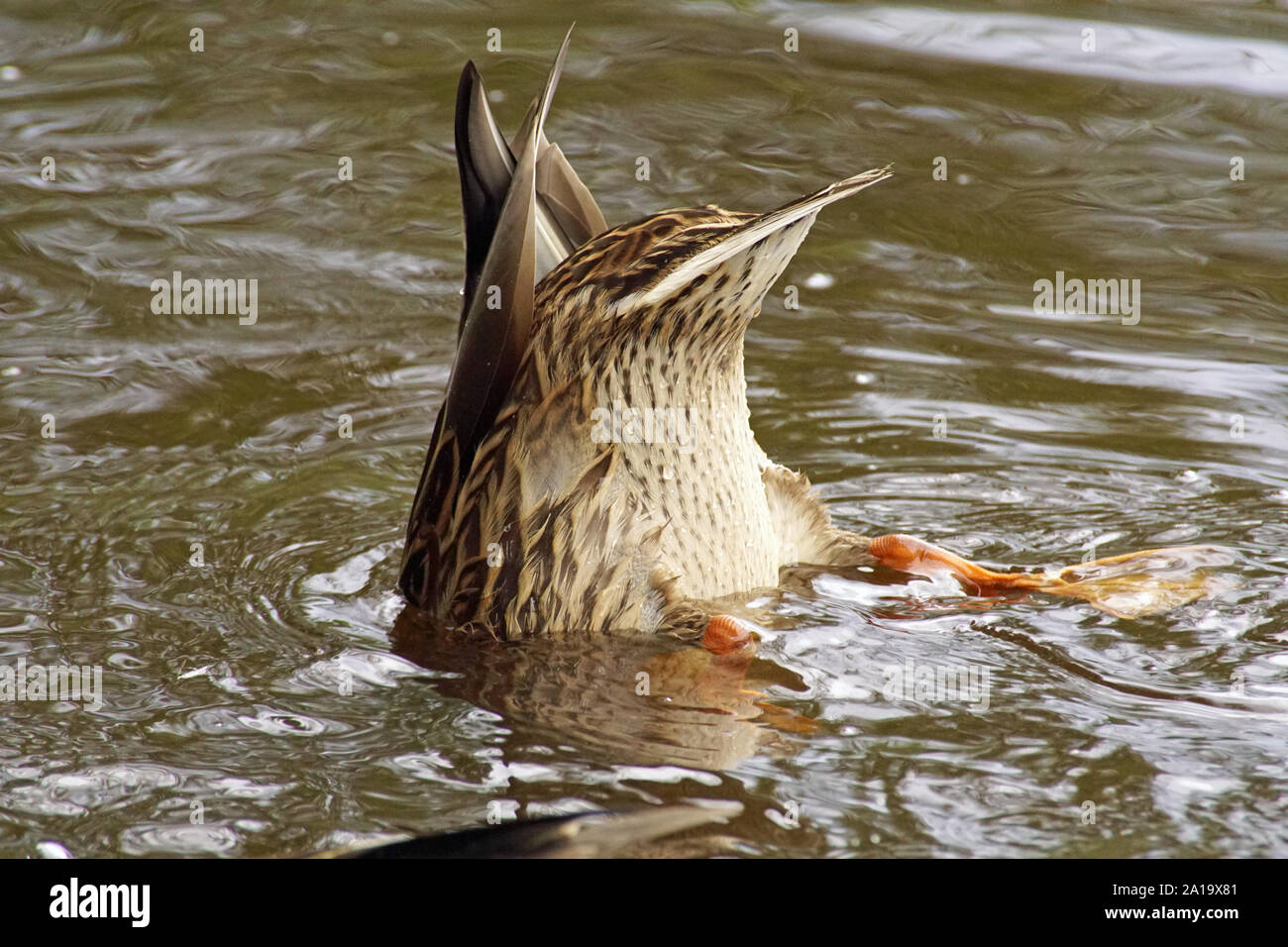 Scottish ducks hi-res stock photography and images - Alamy