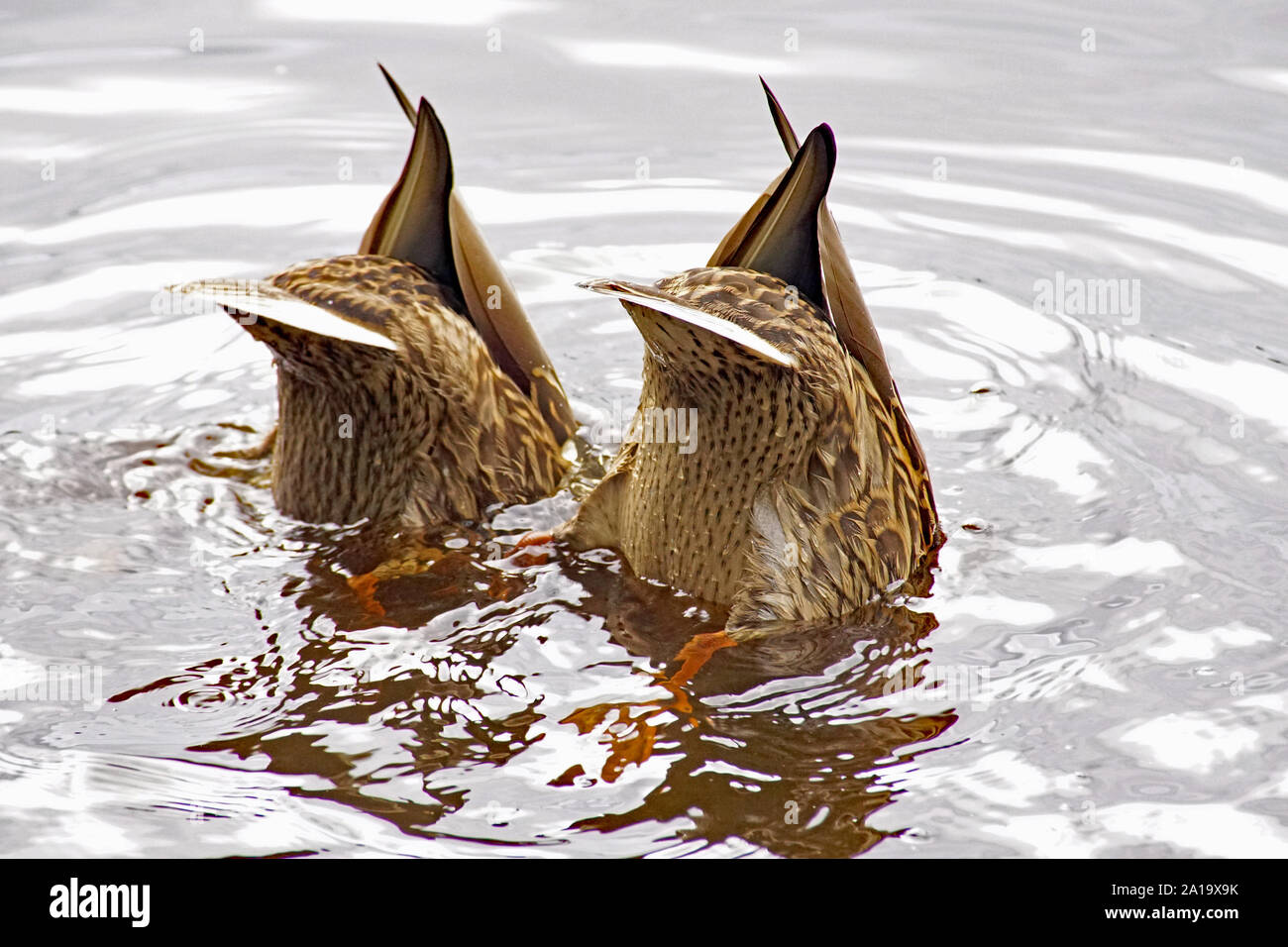 Dunking Feeding Mallard Ducks (Anas platyrhynchos) with Butts in the ...