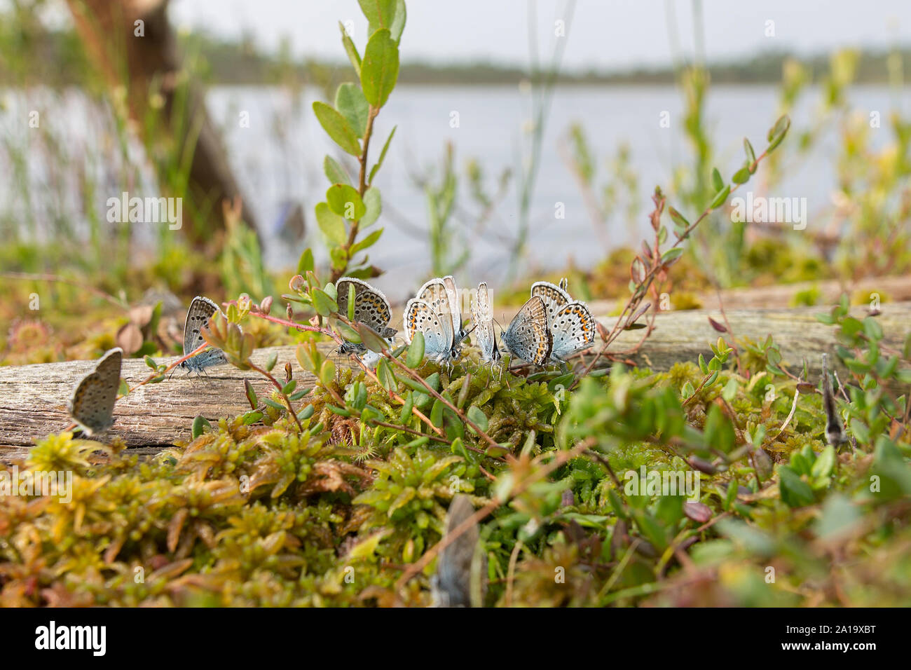 Summer butterfly gathering Stock Photo - Alamy