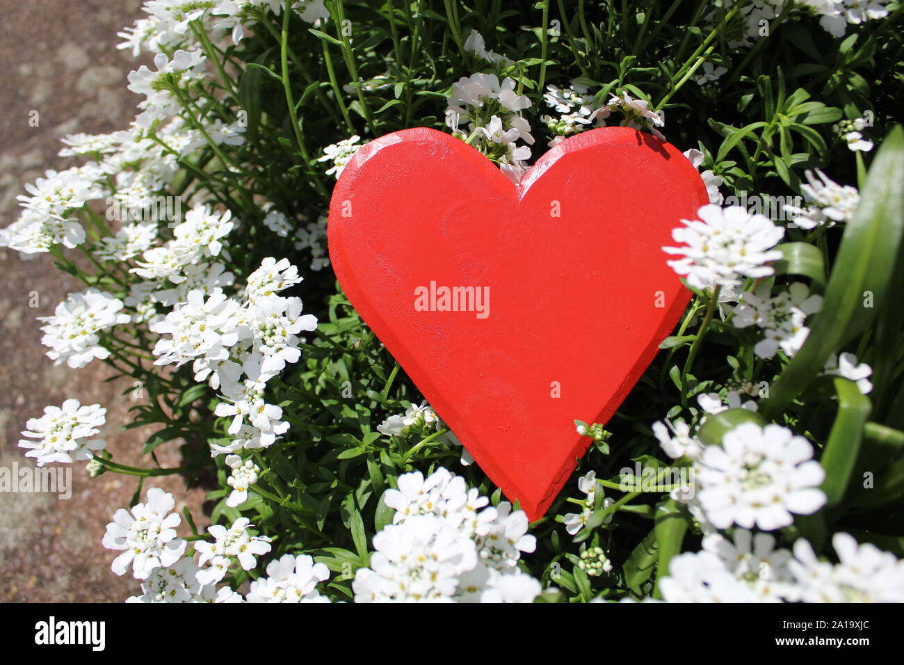 The picture shows a red heart and spring flowers Stock Photo - Alamy