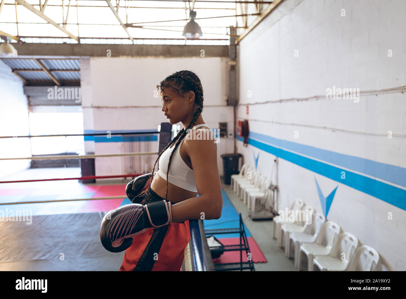 Boxer at rest hi-res stock photography and images - Alamy