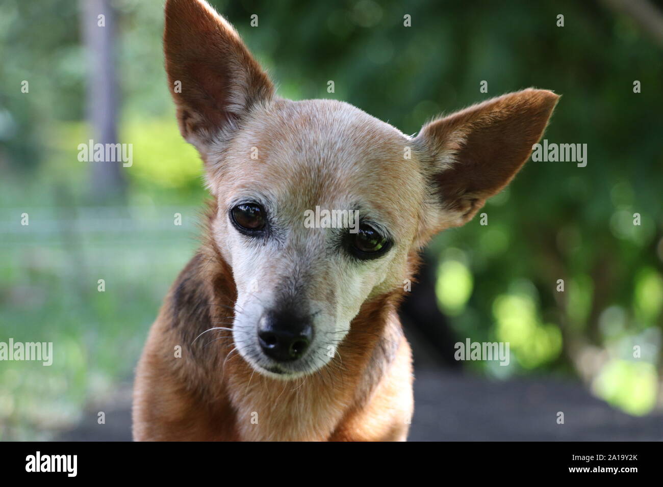 Cute little brown dog hi-res stock photography and images - Alamy