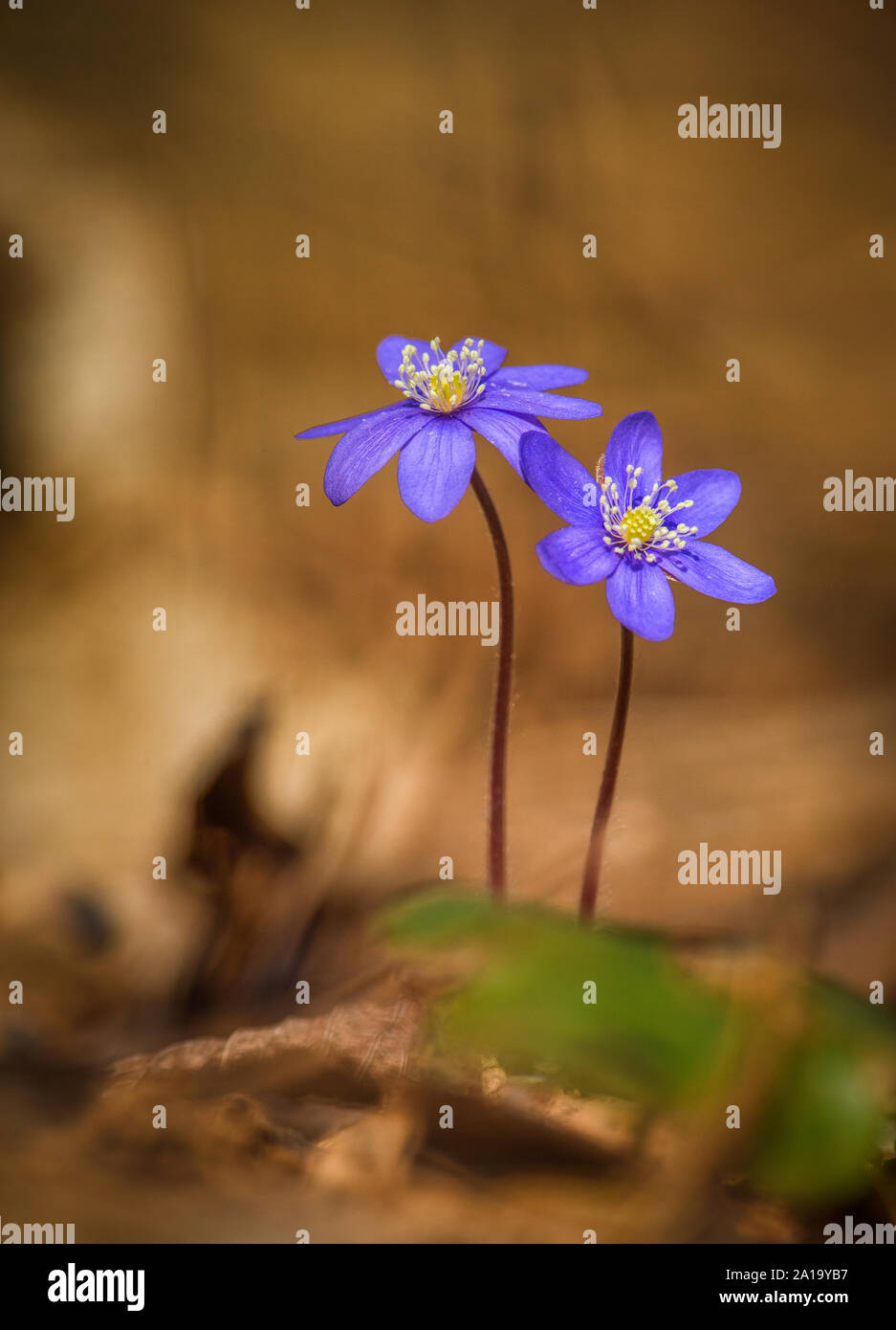 Two pals growing together Stock Photo - Alamy