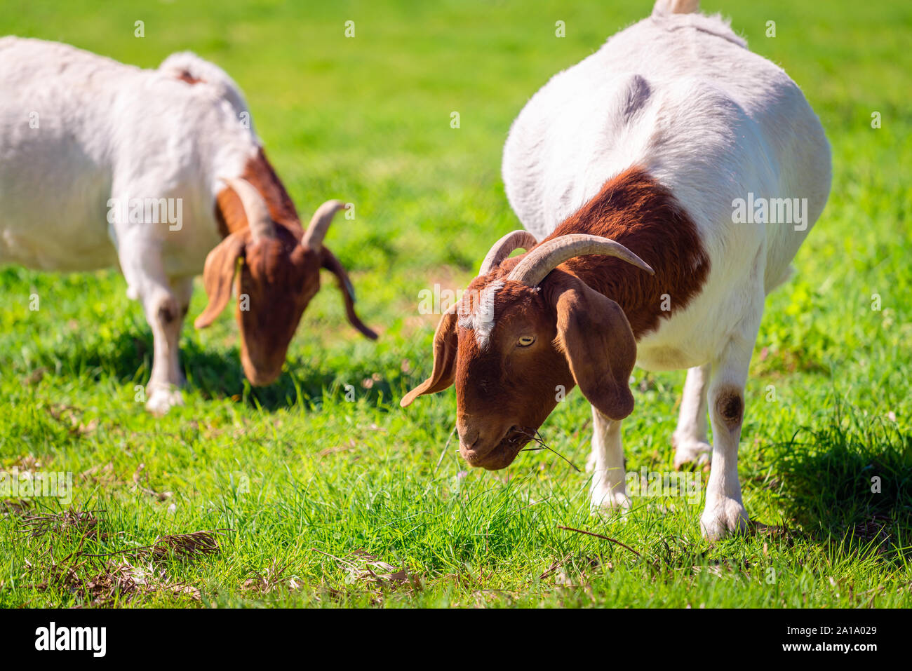 Goat farm australia hi-res stock photography and images - Alamy