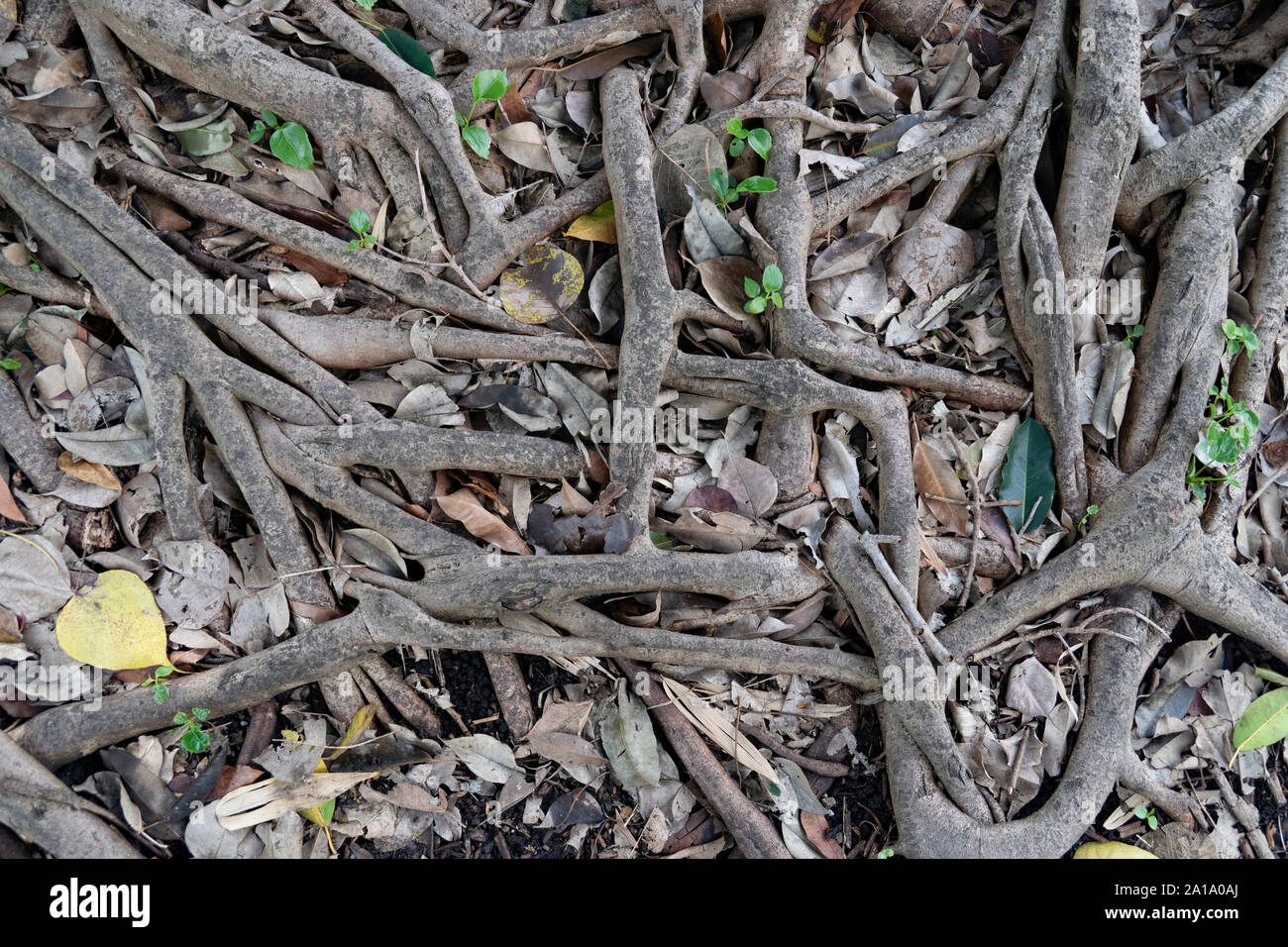 Interlaced root pattern hi-res stock photography and images - Alamy