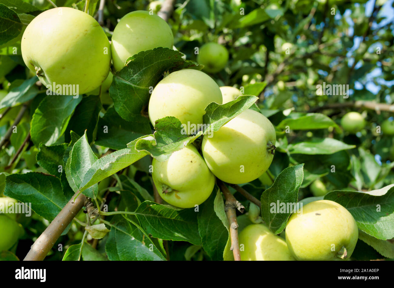 Group six apples hi-res stock photography and images - Alamy