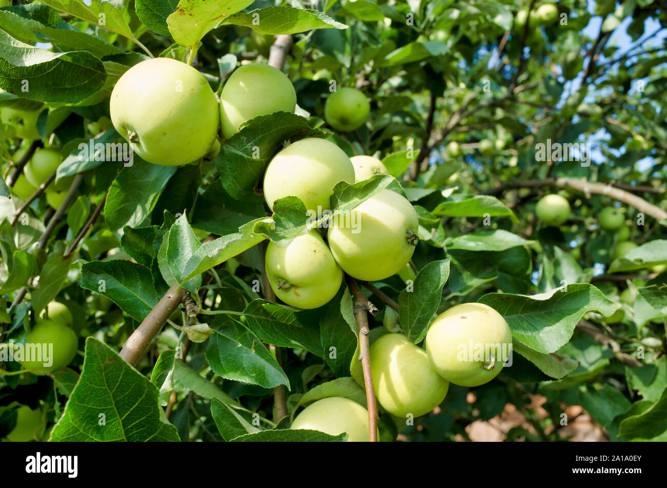 Group six apples hi-res stock photography and images - Alamy