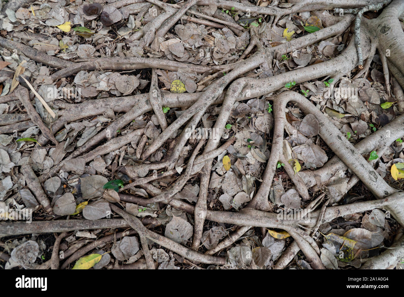Fig tree root pattern hi-res stock photography and images - Alamy
