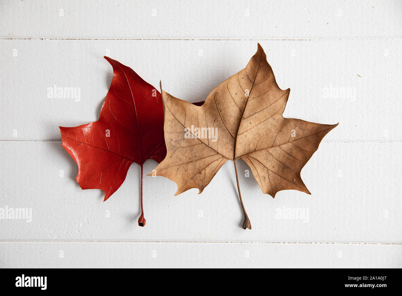 Flat lay leaves autumn hi-res stock photography and images - Alamy