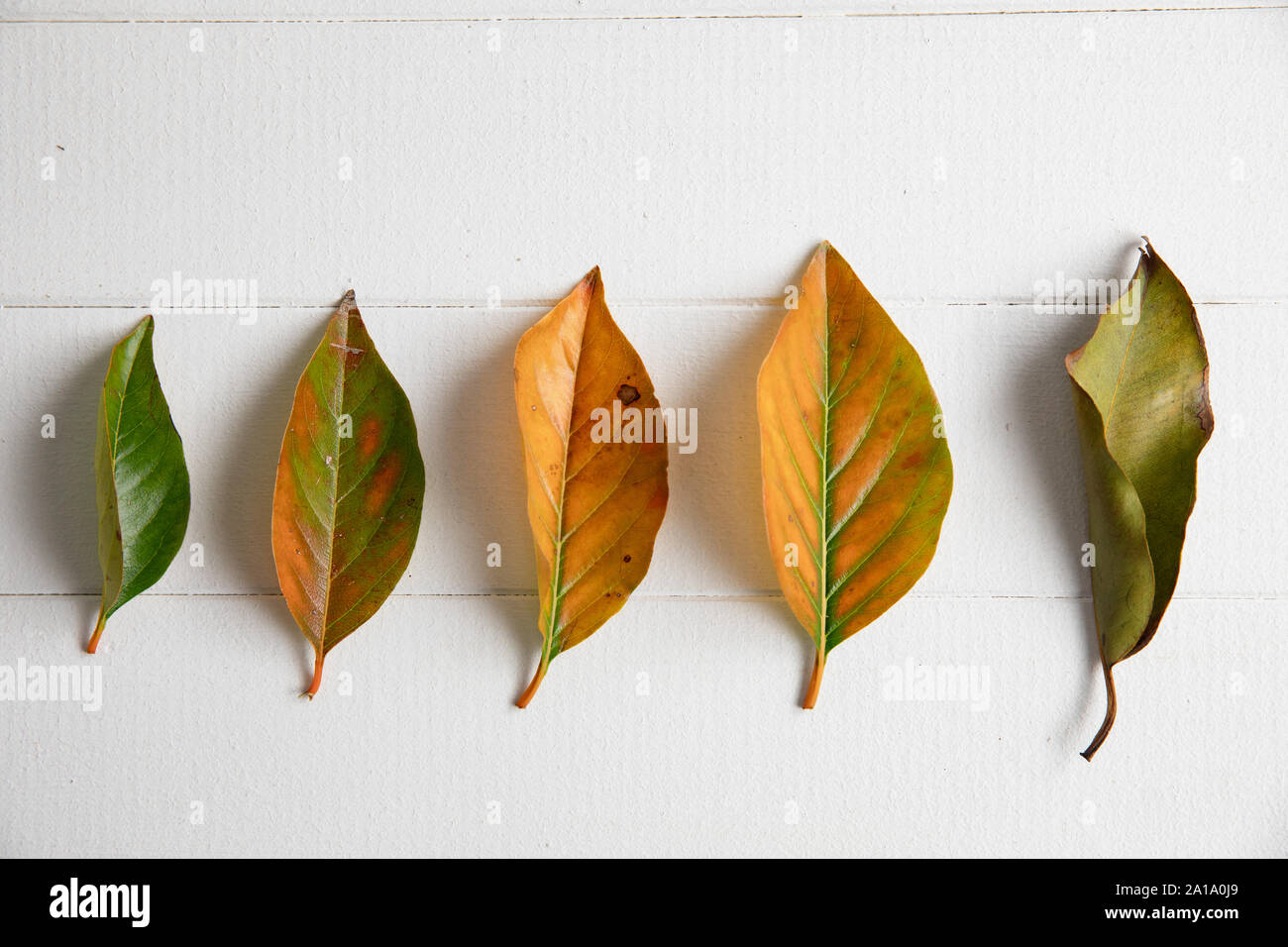 Flat lay of leaves hi-res stock photography and images - Alamy