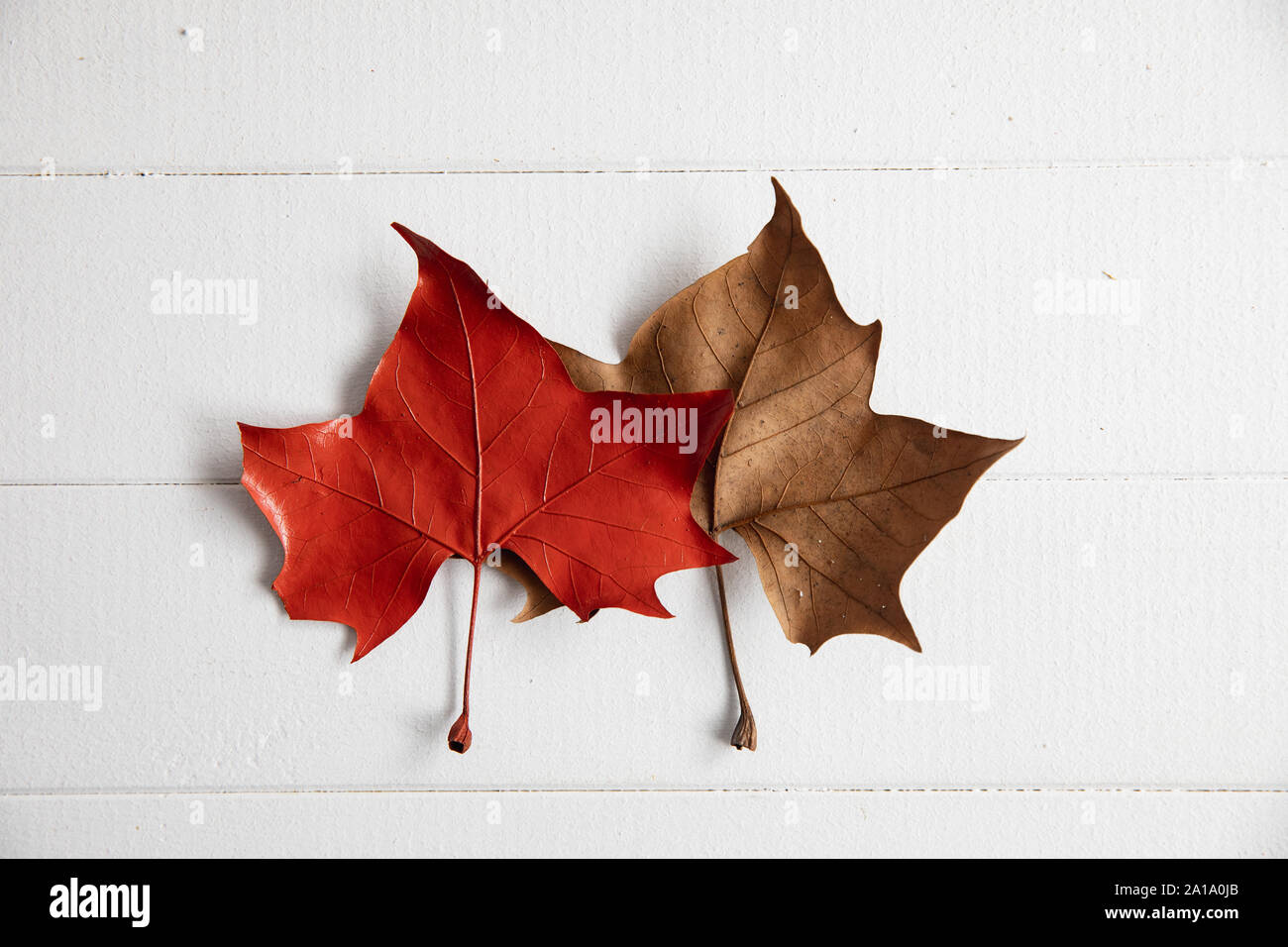 Flat lay of leaves hi-res stock photography and images - Alamy