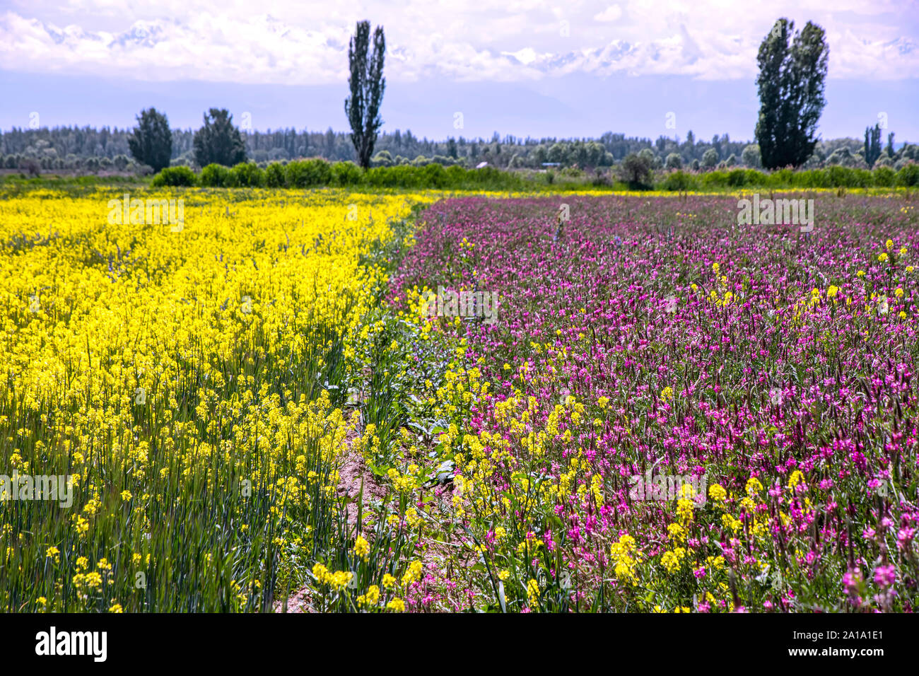 Hayfield and multi colored trees hi-res stock photography and images ...